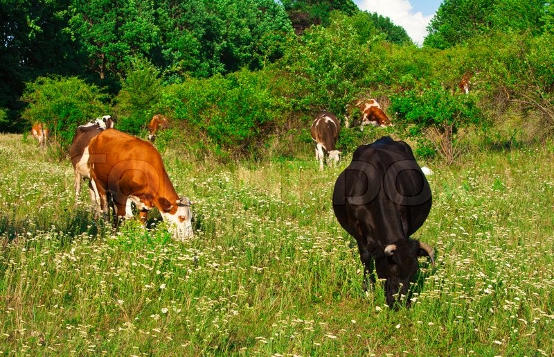 Cows graze | Stock image | Colourbox