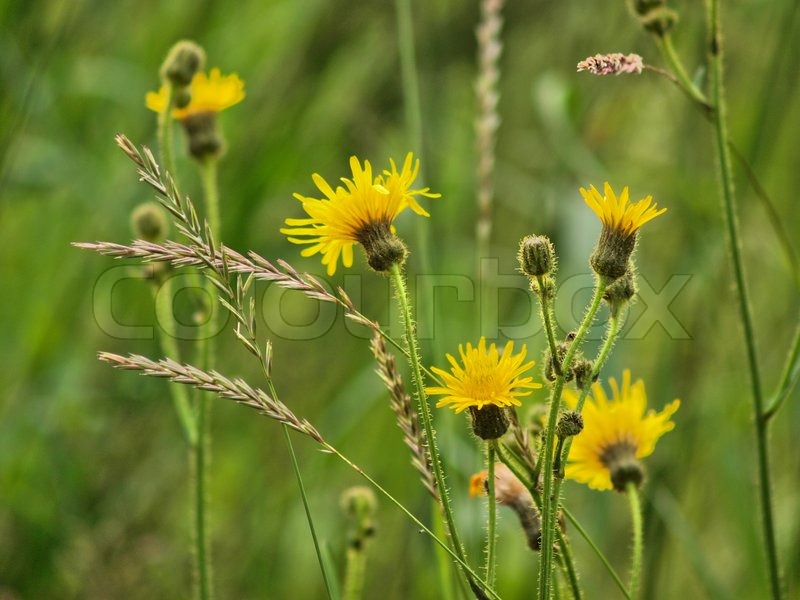 Tall Dandelion Plant