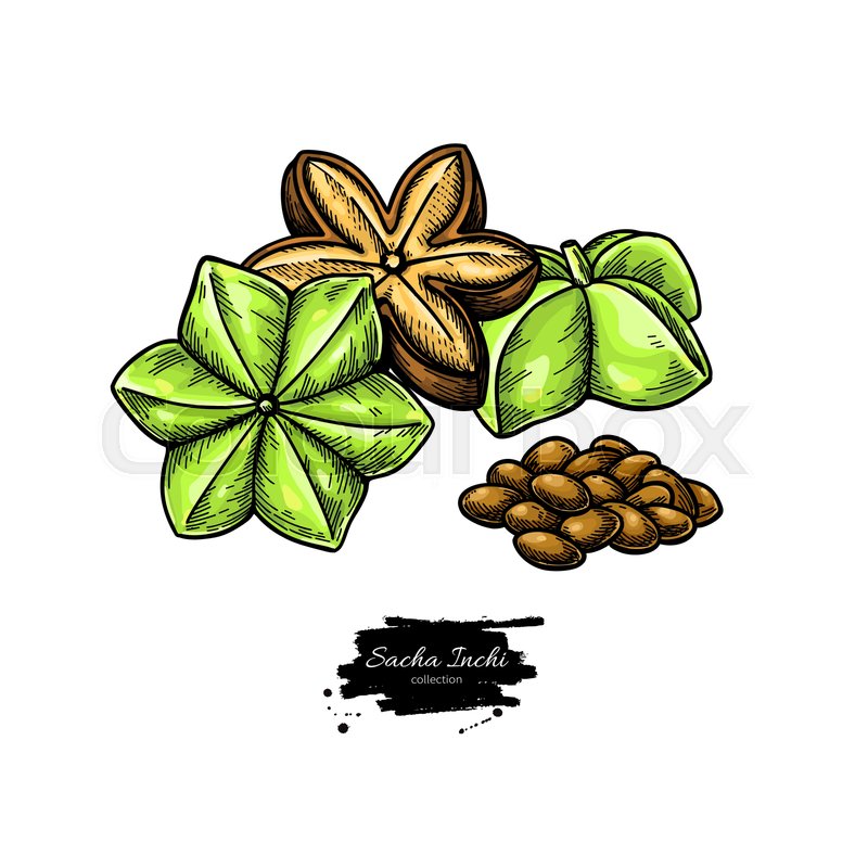 Sacha inchi vector drawing. Hand drawn ... | Stock vector | Colourbox