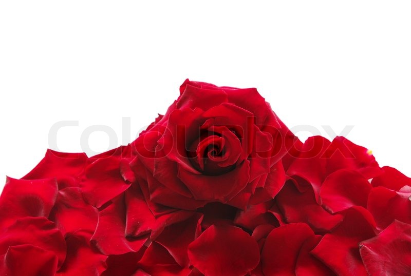 Petals of a rose | Stock image | Colourbox