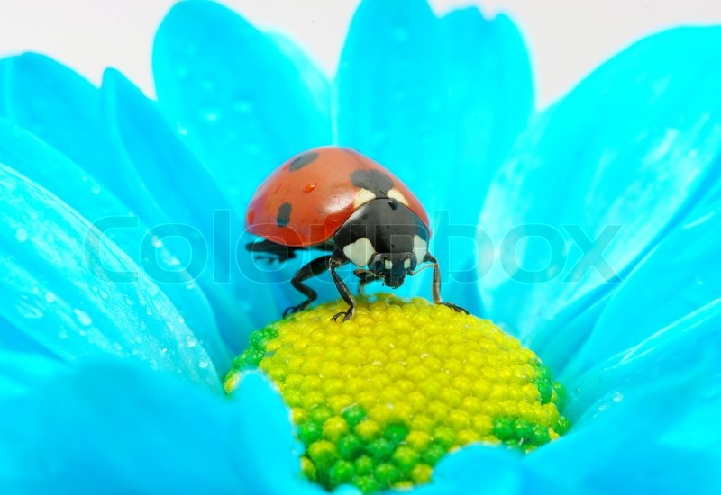 Ladybug on flower | Stock image | Colourbox