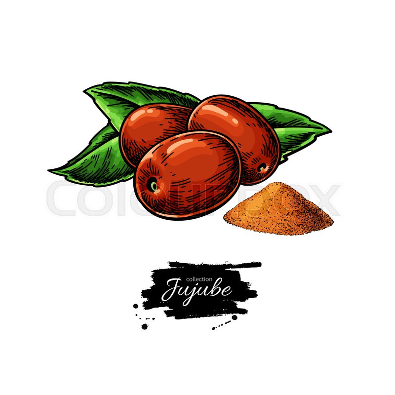 Jujube Tree Illustration