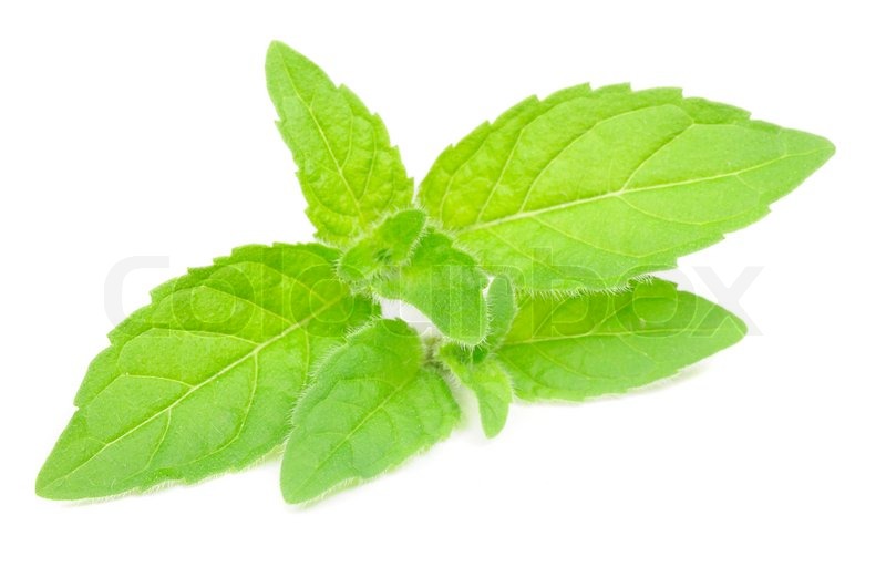 Fresh Peppermint Herb Isolated on White ... | Stock image | Colourbox