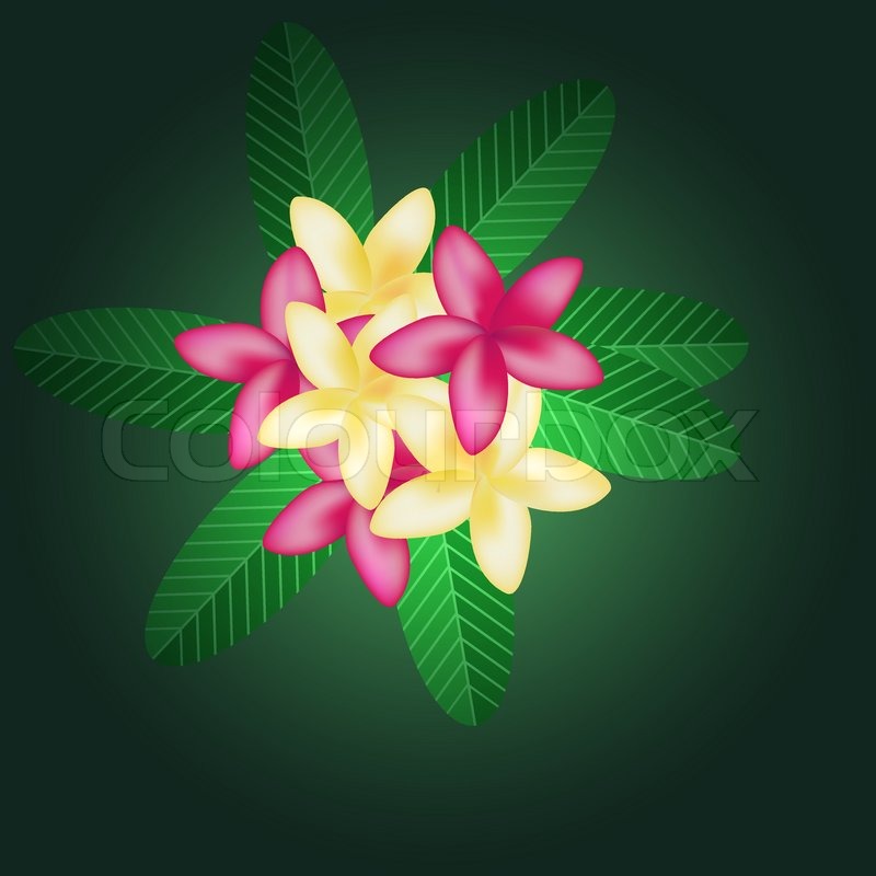Frangipani flowers vector background | Stock vector | Colourbox