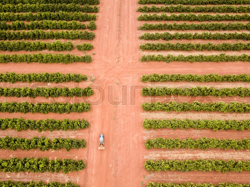 Rows of trees on a farm, aerial view | Stock image | Colourbox