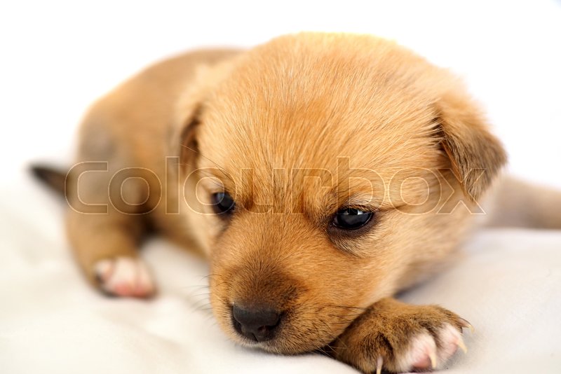 Cute White Baby Puppy