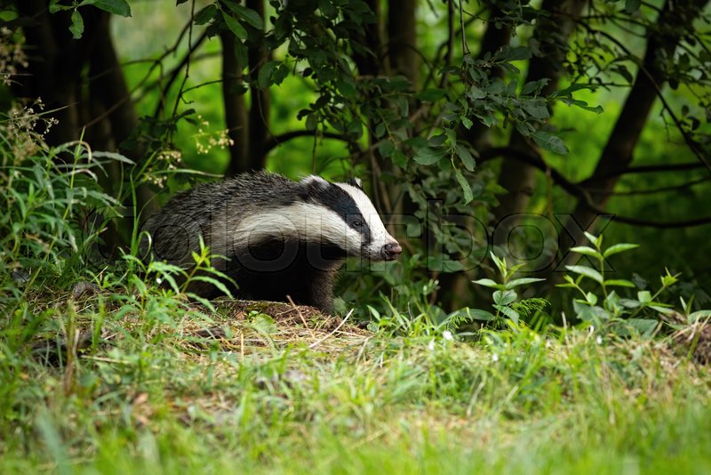 Angry European Badger
