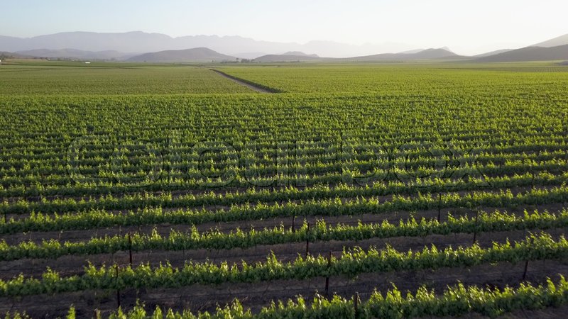 Aerial view over vineyards, rows of ... | Stock video | Colourbox