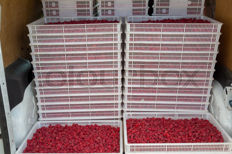 Equipment Harvesting Raspberries
