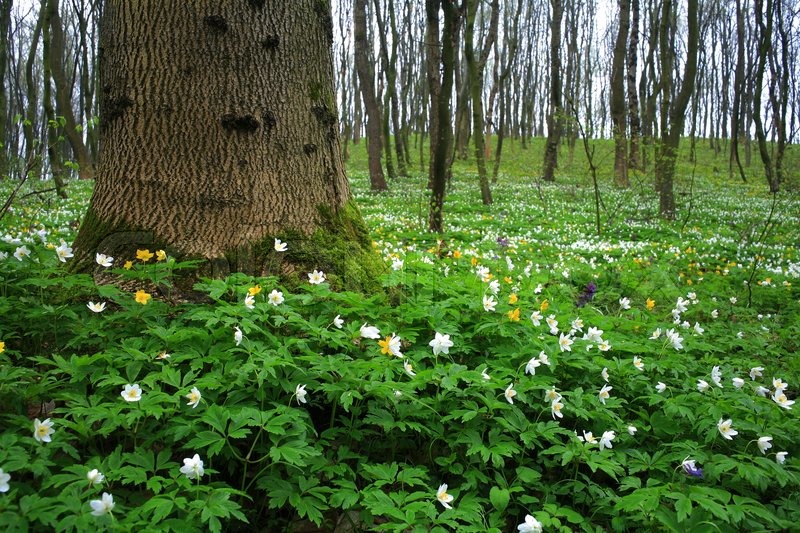 White flowers in forest | Stock image | Colourbox