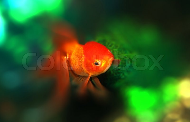 Baby Oranda Goldfish