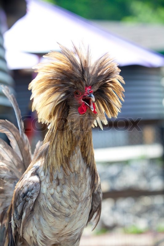 Polish crested rooster | Stock image | Colourbox