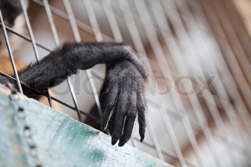 Monkey hands | Stock Photo | Colourbox