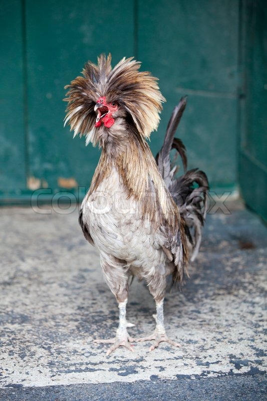 Polish crested rooster | Stock image | Colourbox