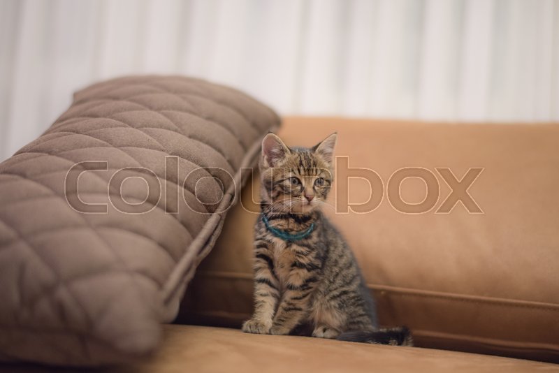 Cute kitten at home, baby cat | Stock image | Colourbox