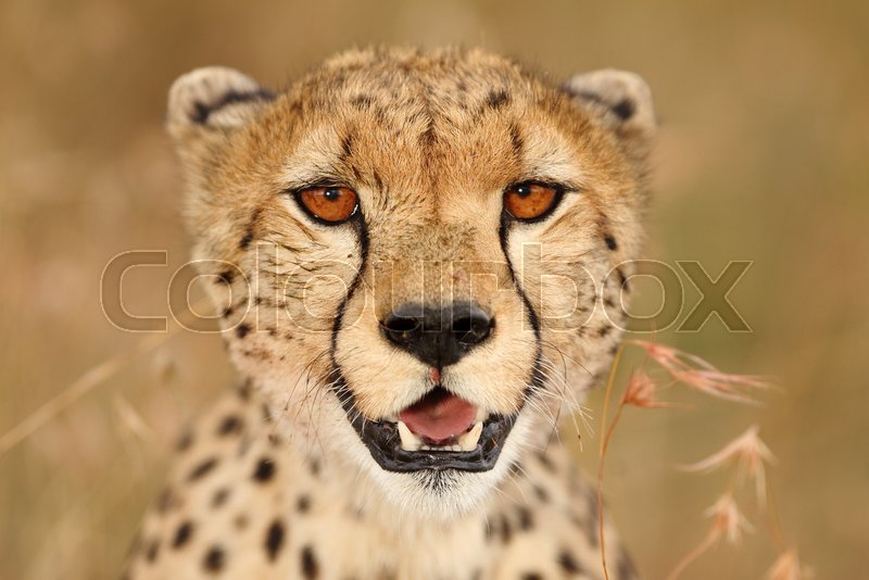 Cheetah in the wilderness of Africa | Stock image | Colourbox