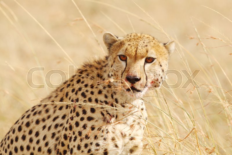 Cheetah in the wilderness of Africa | Stock image | Colourbox