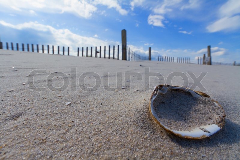 Clam shell on the beach | Stock Photo | Colourbox