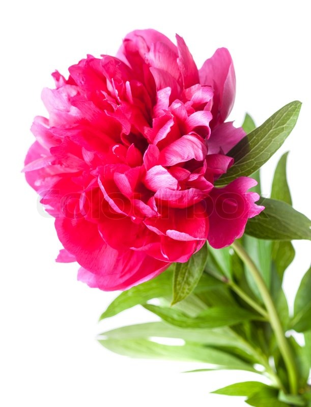 Fuchsia peony | Stock Photo | Colourbox