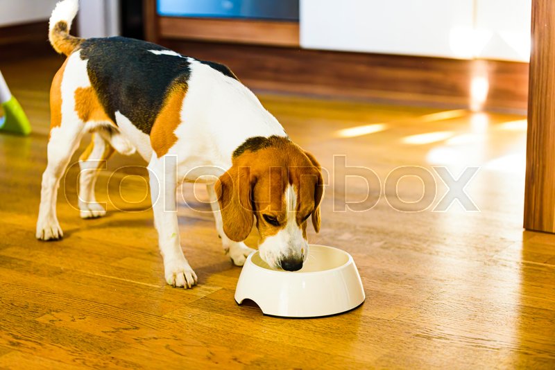 Dog beagle eating food from bowl in ... | Stock image | Colourbox