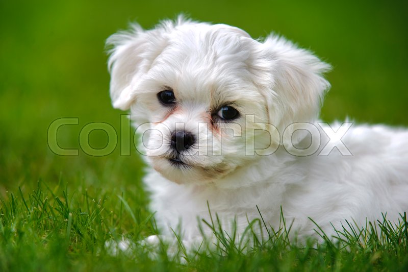 Young puppy dog in portrait | Stock image | Colourbox