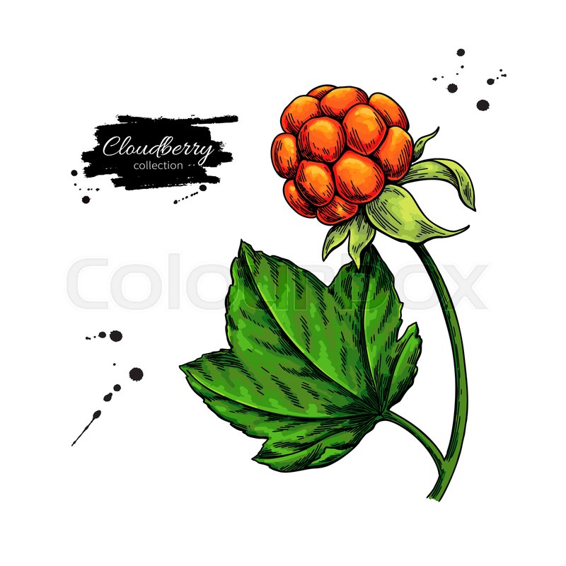 Cloudberry Drawing