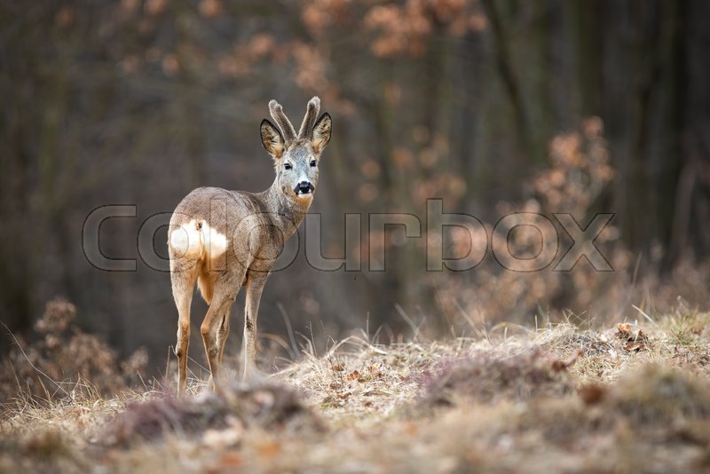 Beautiful roe deer, capreolus ... | Stock image | Colourbox