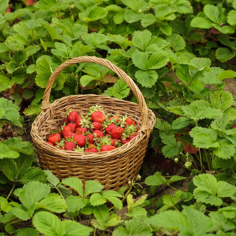 Strawberries in a basket | Stock image | Colourbox