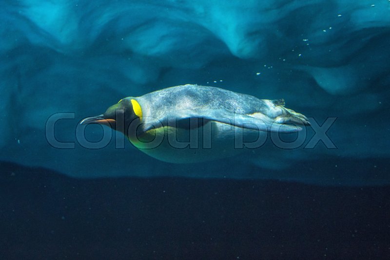 King Penguin Diving