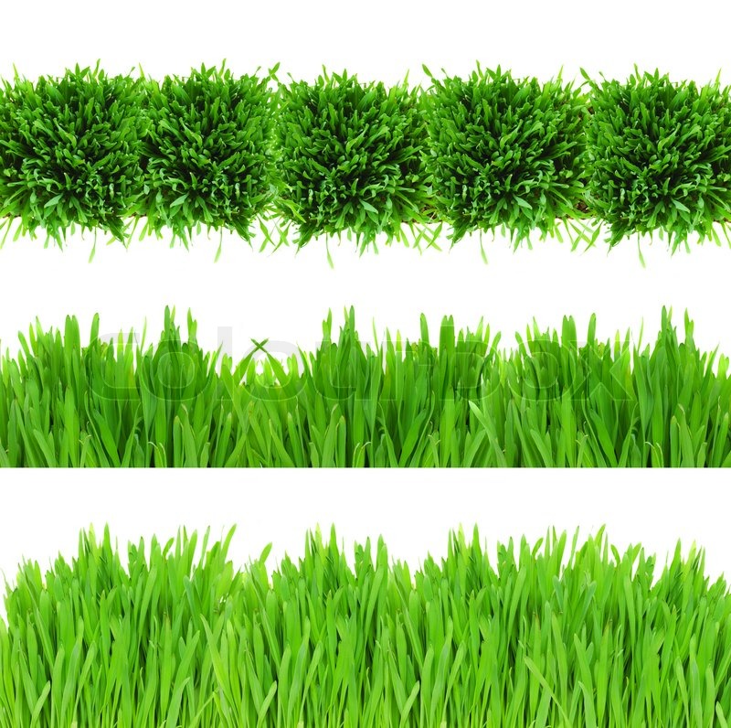 Green grass border | Stock image | Colourbox