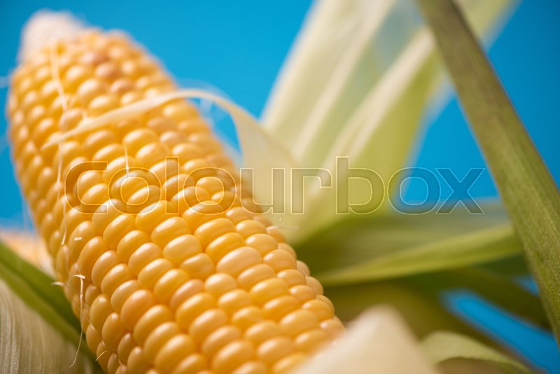Yellow fresh Corn with leaves close up ... | Stock image | Colourbox