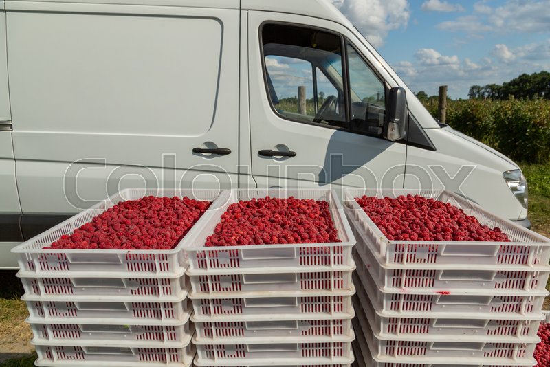 Equipment Harvesting Raspberries