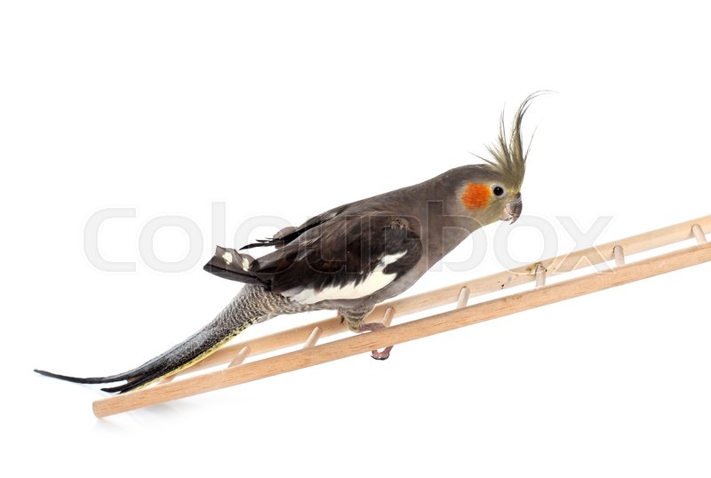 Young cockatiel playing in front of ... | Stock image | Colourbox