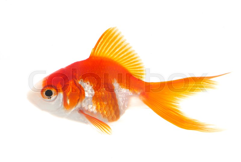 Red goldfish in aquarium in front of ... | Stock image | Colourbox