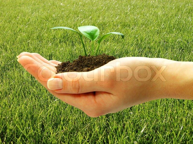 Pflanze | Stock Bild | Colourbox