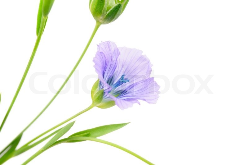 White Flax Flower