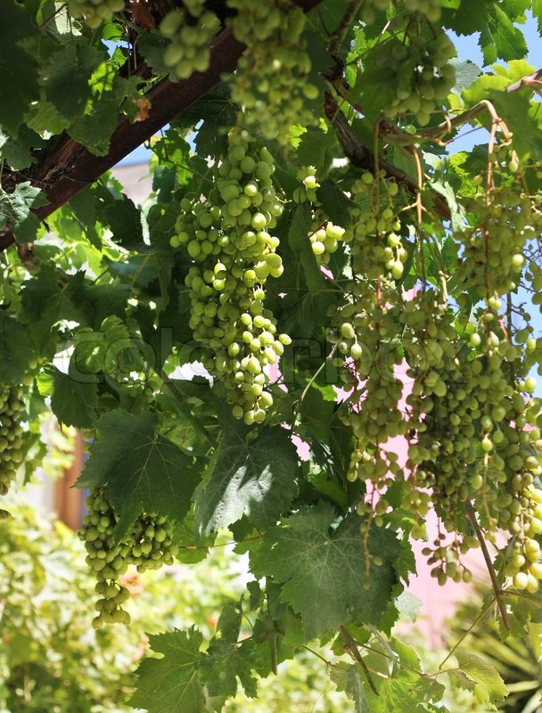 Fresh green grapevine growing in winery | Stock image | Colourbox