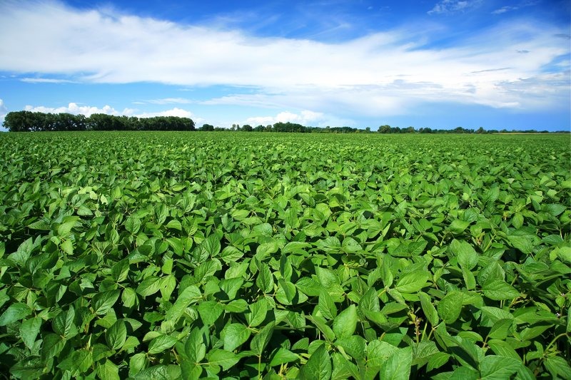 Soybean Field