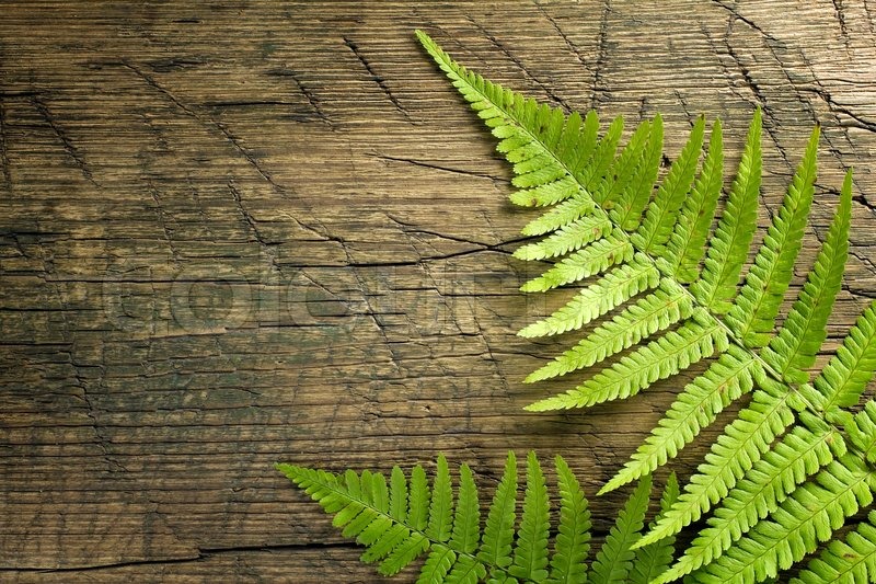 Fresh fern border on vintage wooden ... | Stock image | Colourbox