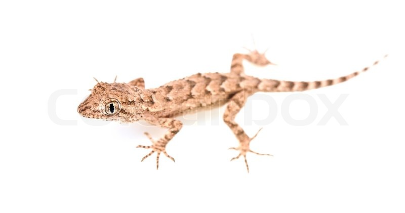 Lizard on white background | Stock Photo | Colourbox