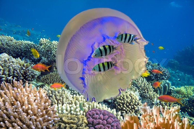 Shoal of fish and giant jellyfish | Stock image | Colourbox