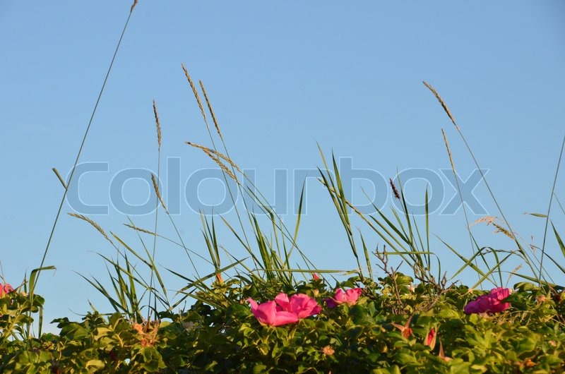 Vilde roser og hyben blomster i ... | Stock foto | Colourbox