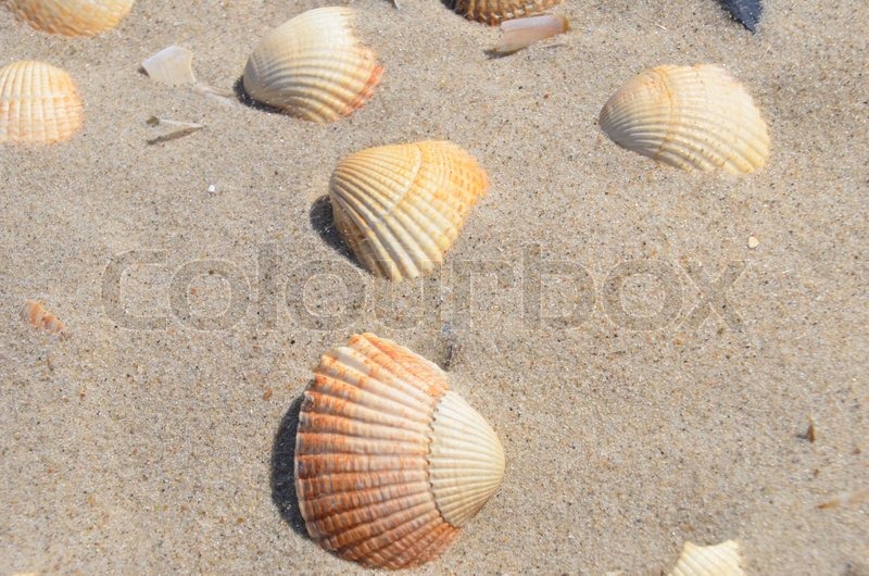 Muslinger på strand en sommerdag med ... | Stock foto | Colourbox