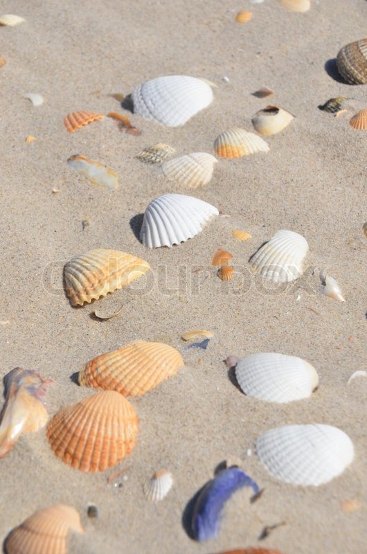 Muslinger på strand en sommerdag med ... | Stock foto | Colourbox