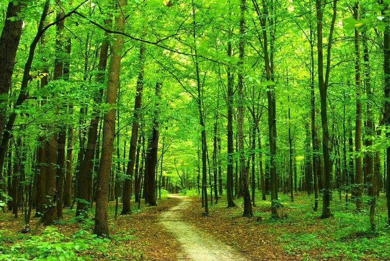 Path in green forest | Stock image | Colourbox
