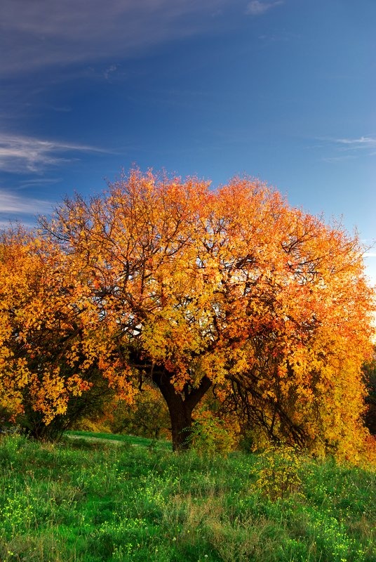 Big autumn tree | Stock image | Colourbox