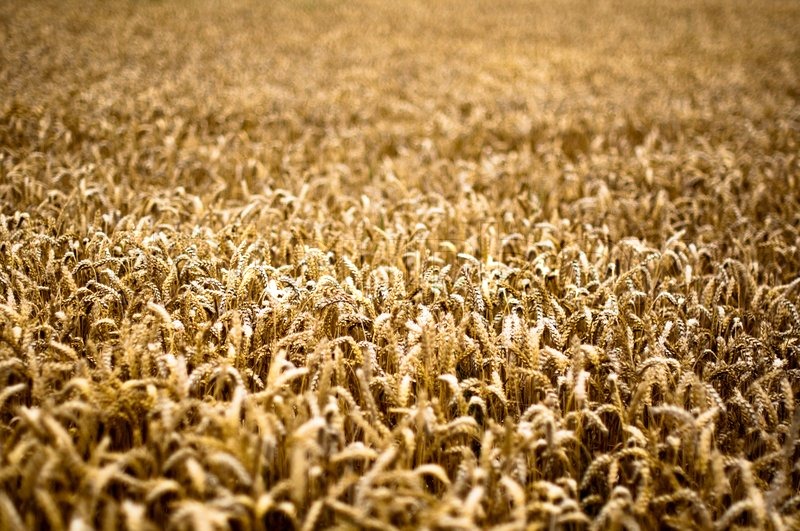 Gold Corn Field | Stock image | Colourbox