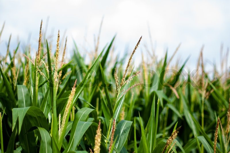 Maize on the field | Stock image | Colourbox