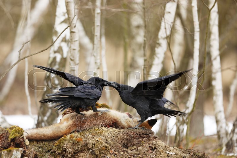 Common ravens fight together in birch ... | Stock image | Colourbox