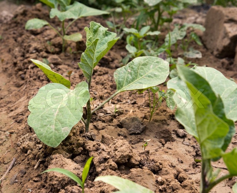 Bush potatoes on the nature | Stock image | Colourbox